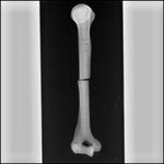 SimuBone Bone Modeling Filament | 3DXTECH