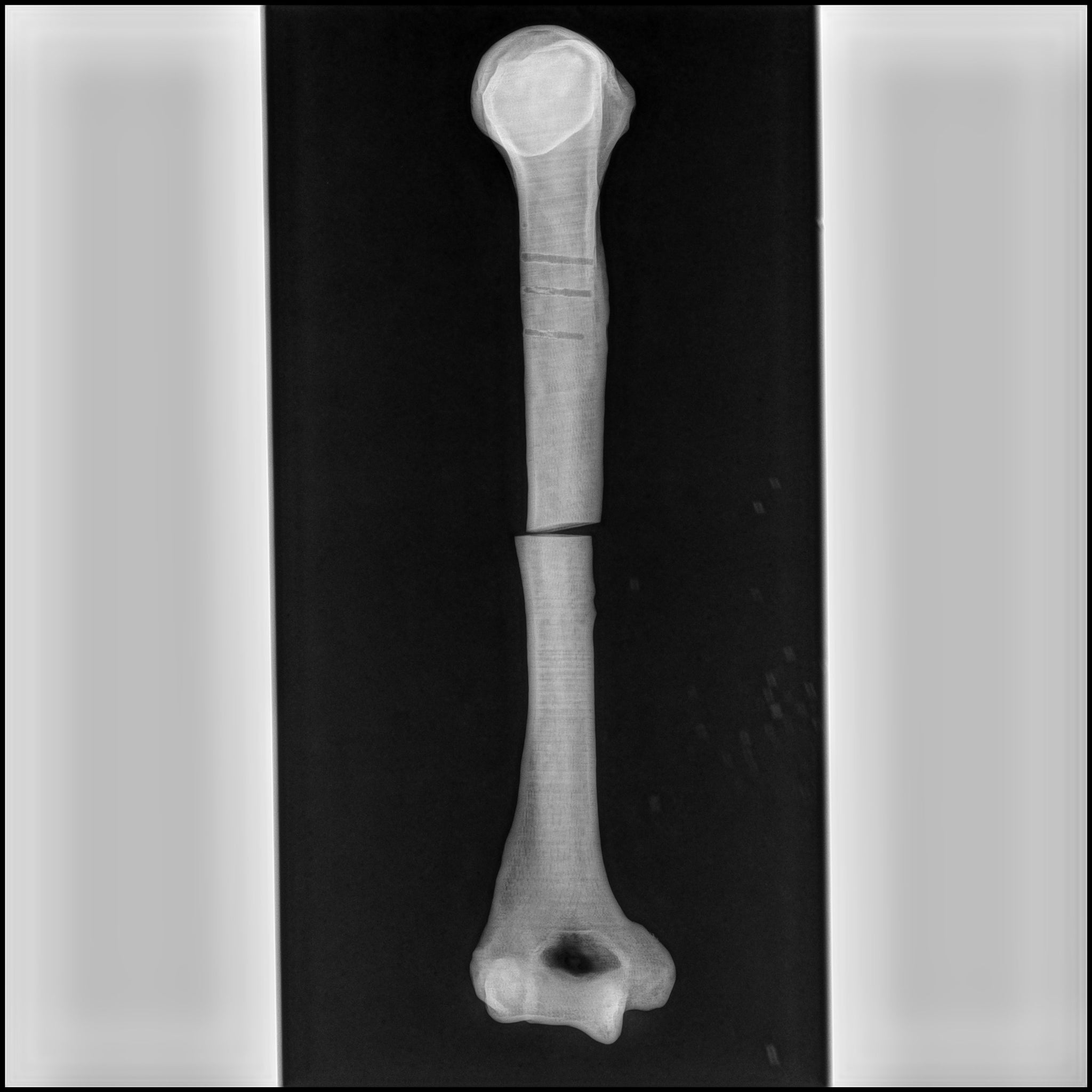 SimuBone Bone Modeling Filament | 3DXTECH